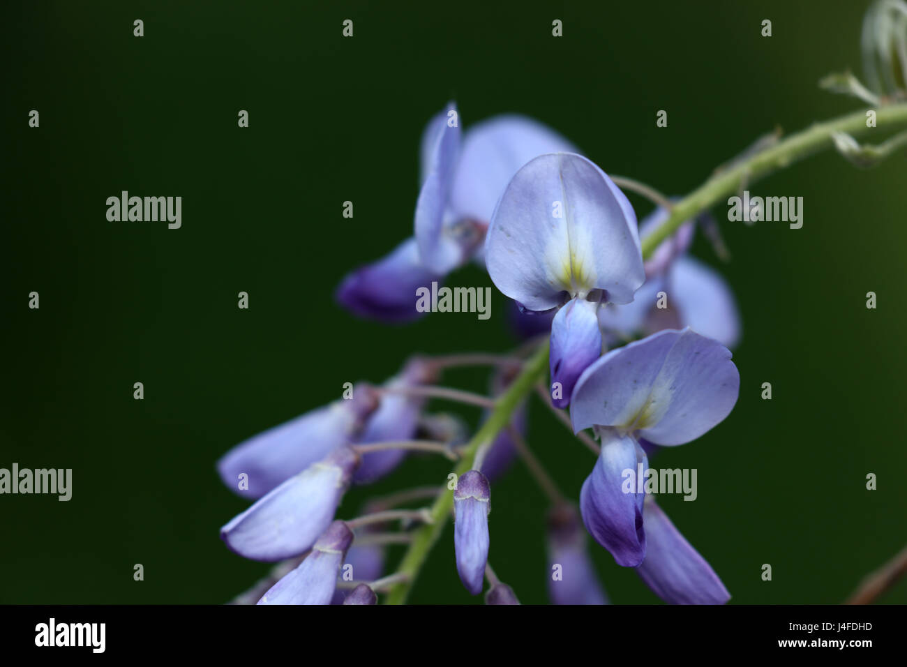 Blaue blute Banque de photographies et d’images à haute résolution - Alamy