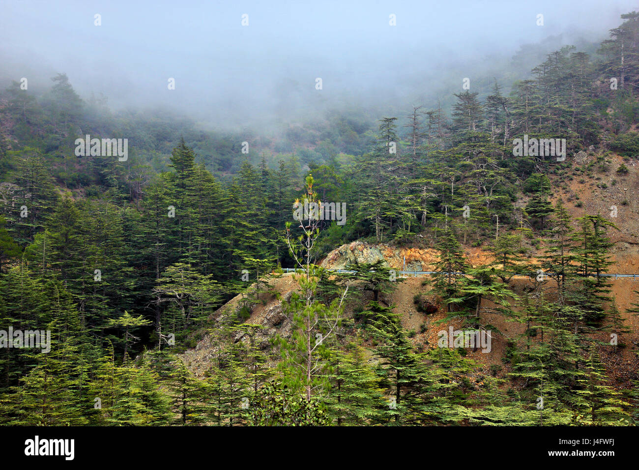Sur la magnifique vallée de cèdre sur les montagnes de Troodos ...