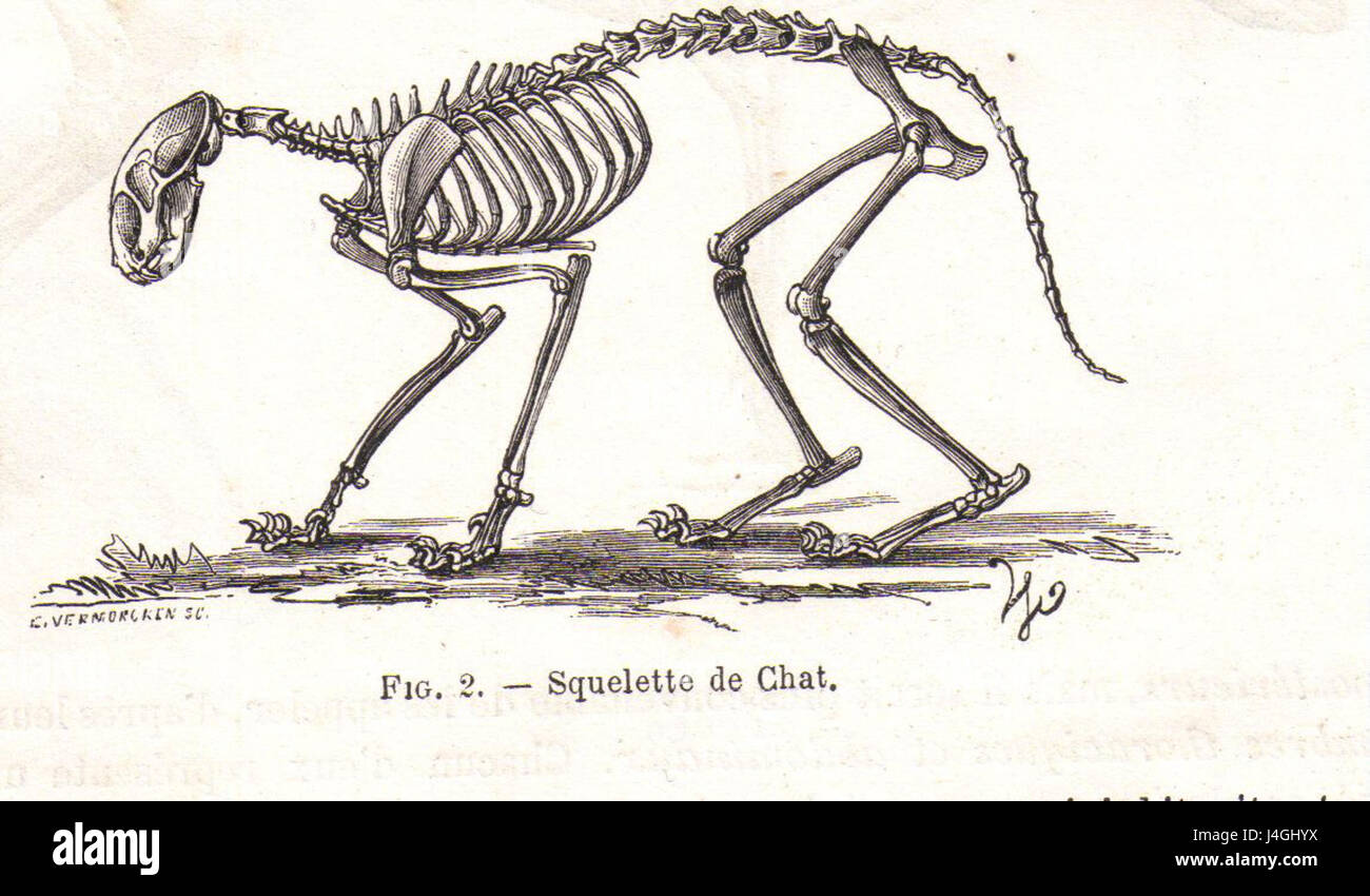 Anatomie du chat squelette Banque de photographies et d’images à haute ...