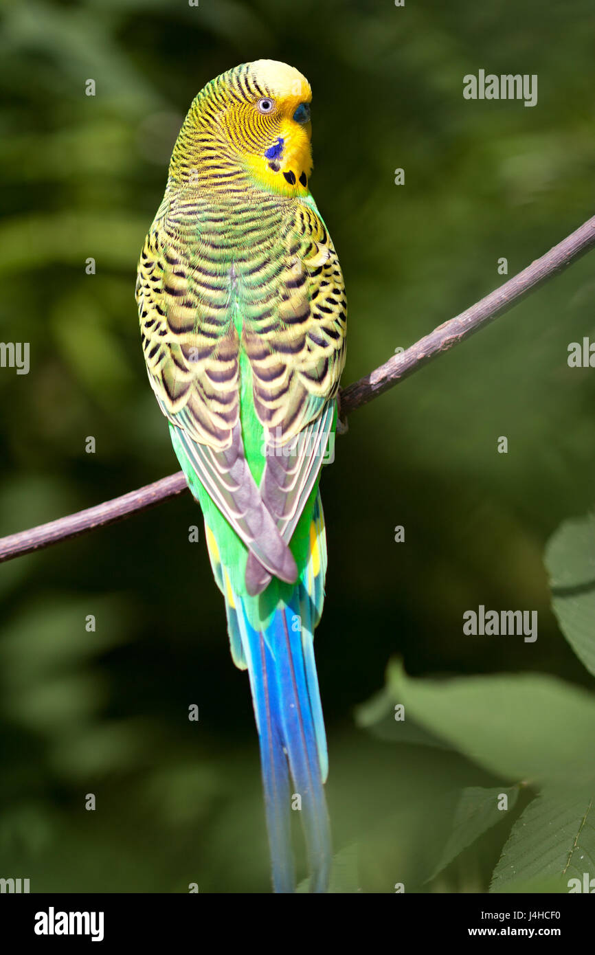 Gros Plan Vert Banque d'image et photos - Alamy