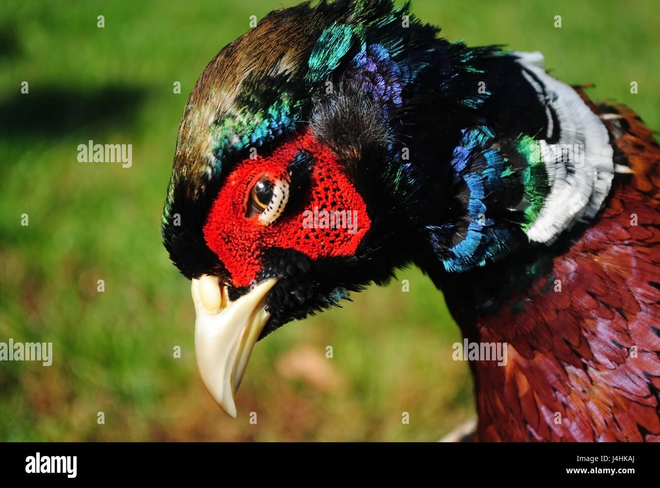 Beau faisan Banque de photographies et d’images à haute résolution - Alamy