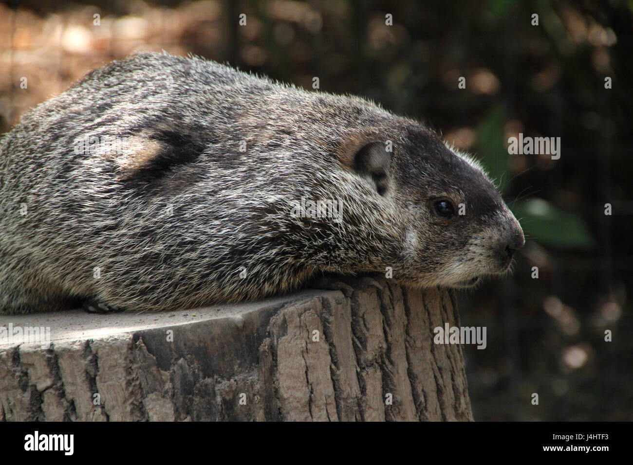 Castor du canada Banque de photographies et d’images à haute résolution ...
