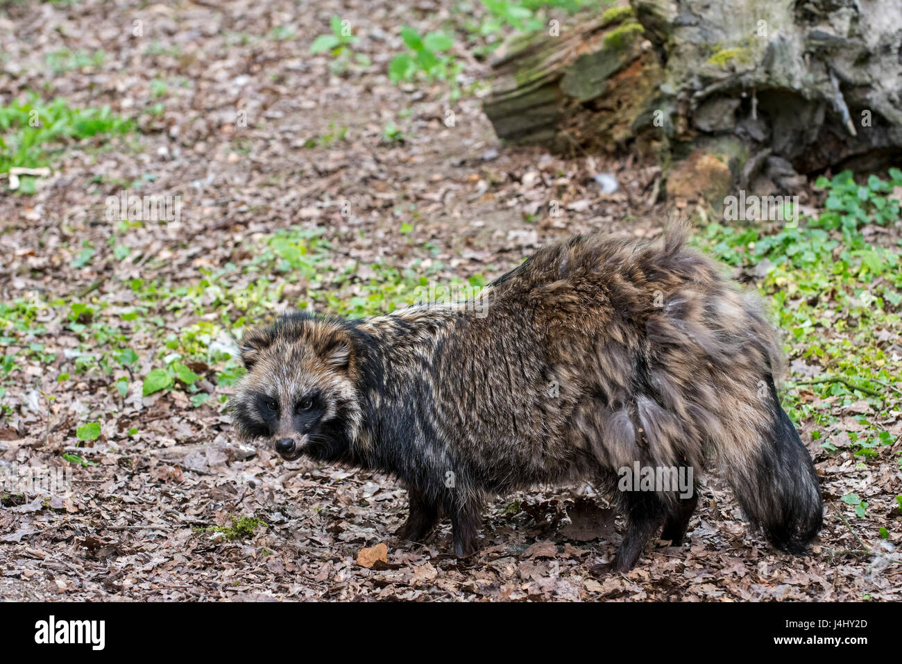 Le chien viverrin (Nyctereutes procyonoides) de nourriture dans la ...
