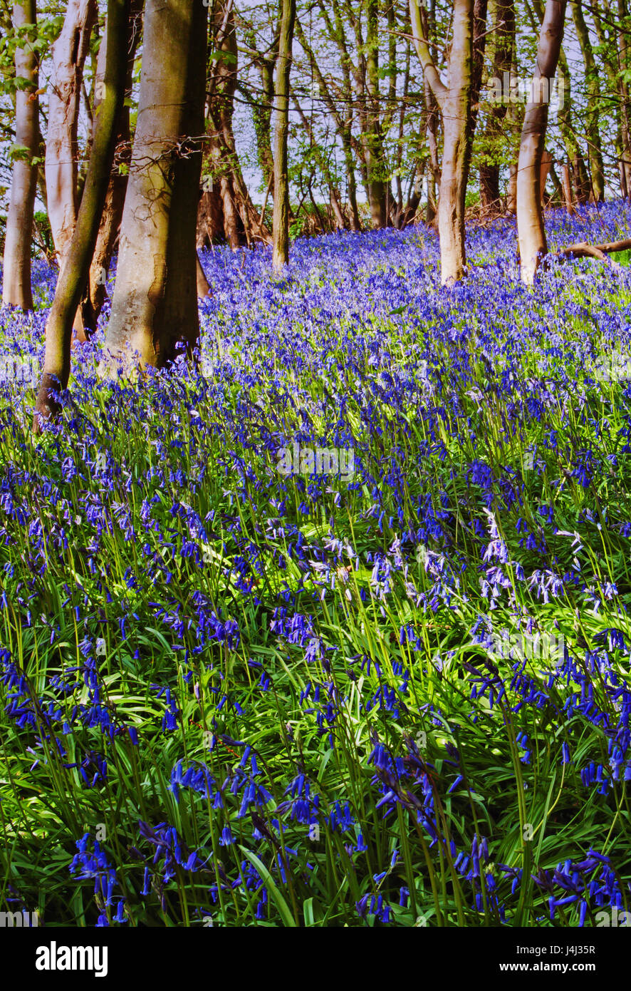 Jacinthes sauvages en format vertical, en photo dans un bois à ...