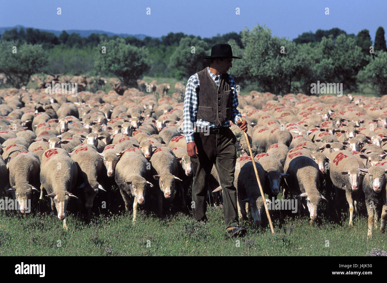 France, Bouches du Rhône, vous St-Rémy-de-Provence, berger, troupeau de ...