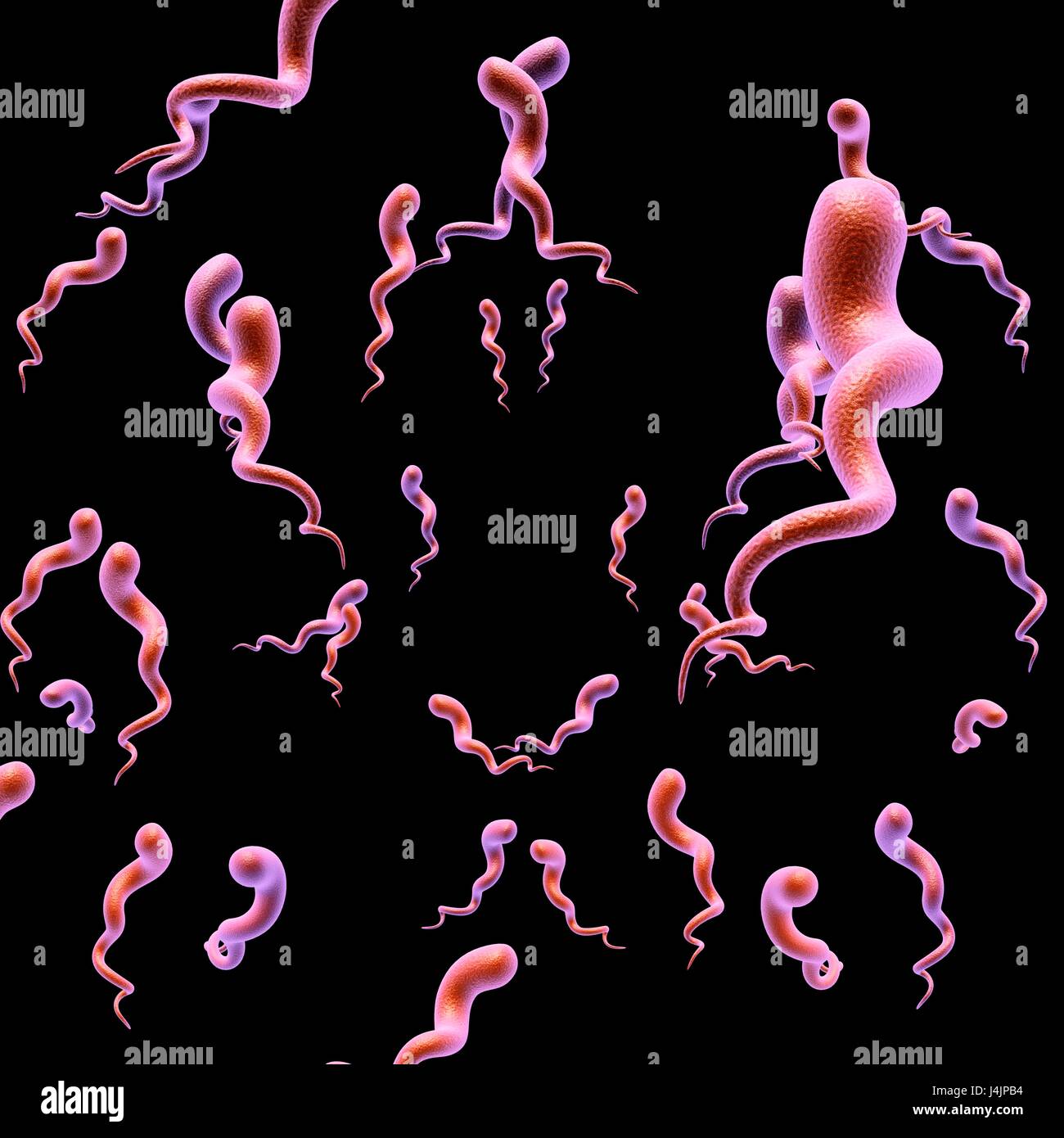 Syphilis Bacteria Banque d'image et photos - Alamy