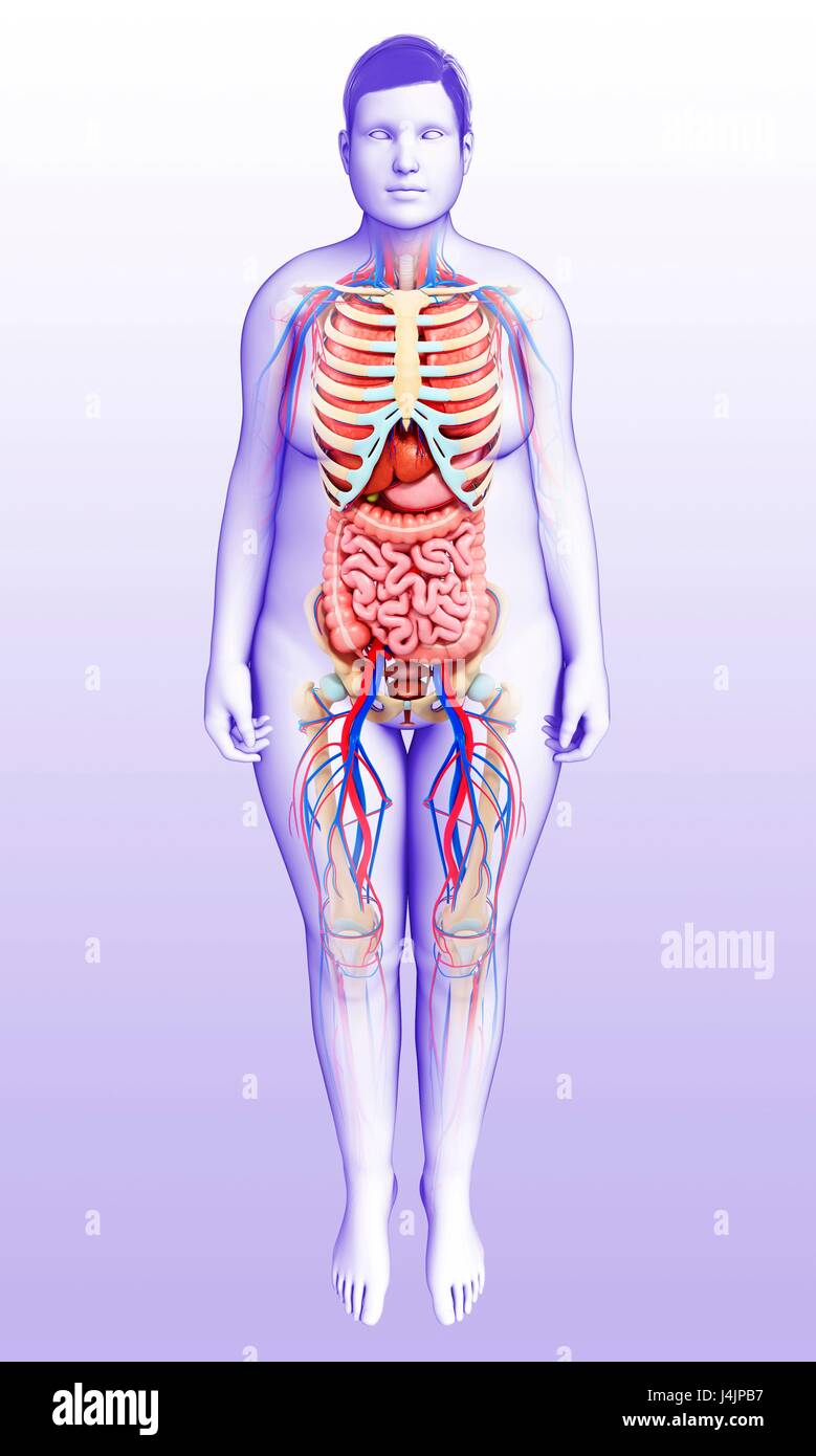Sistemas respiratorio y digestivo humano Banque de photographies et d’images à haute résolution ...