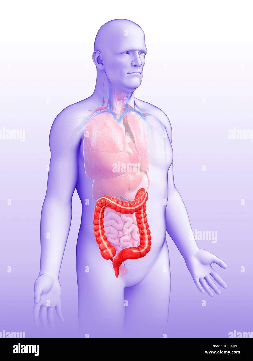 Male large intestine Banque de photographies et d’images à haute ...