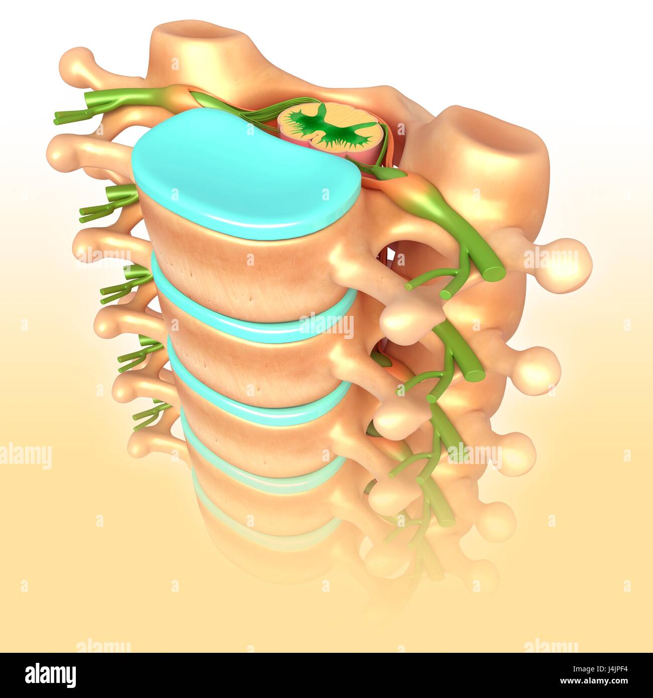 Vertèbres lombaires Banque de photographies et d’images à haute ...