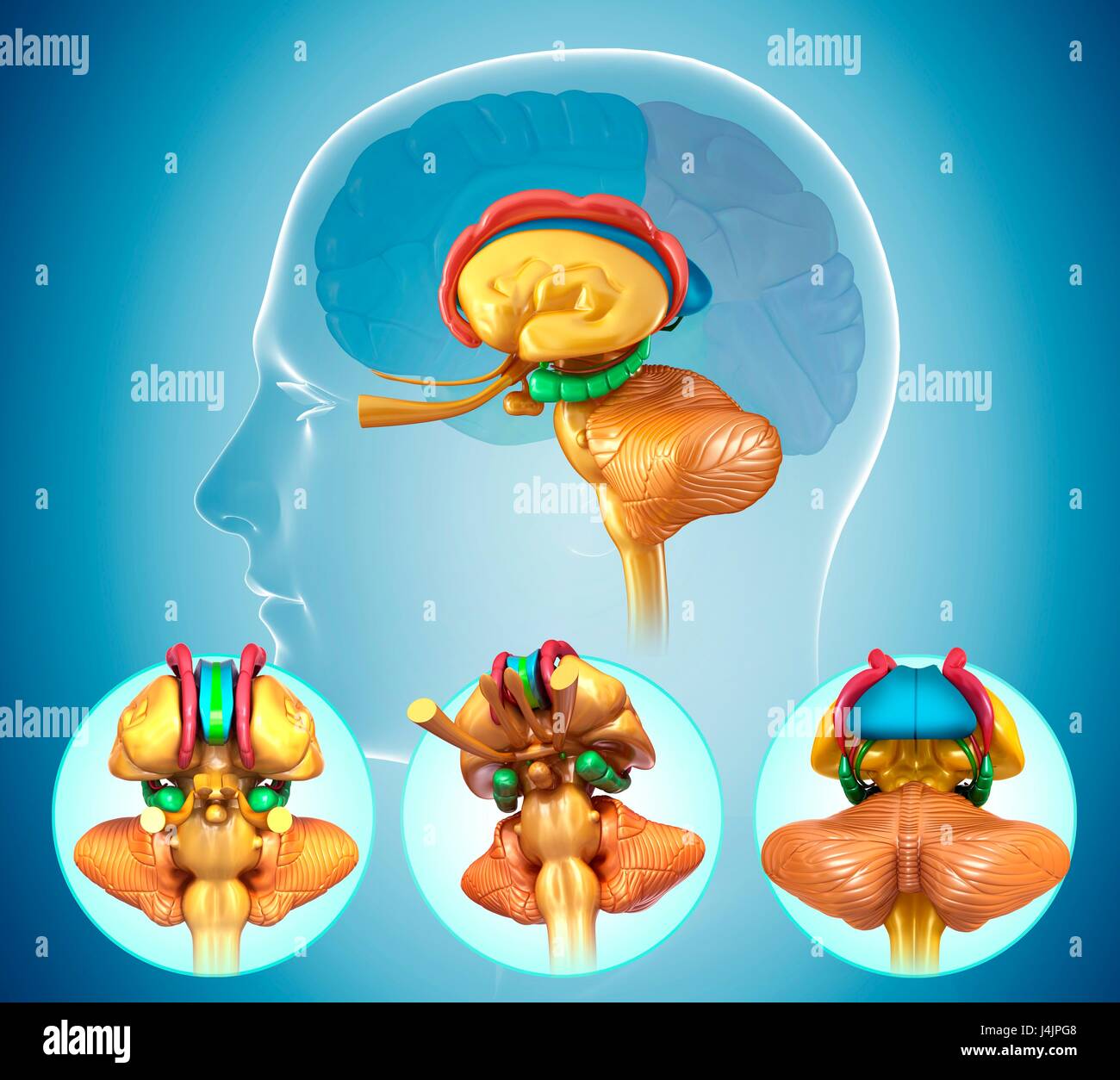 Illustration de l'anatomie du cerveau humain Photo Stock - Alamy
