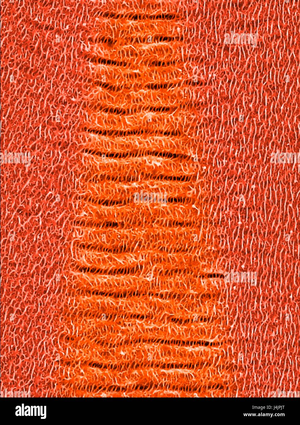 Nanofils semi conducteurs Banque de photographies et d’images à haute ...