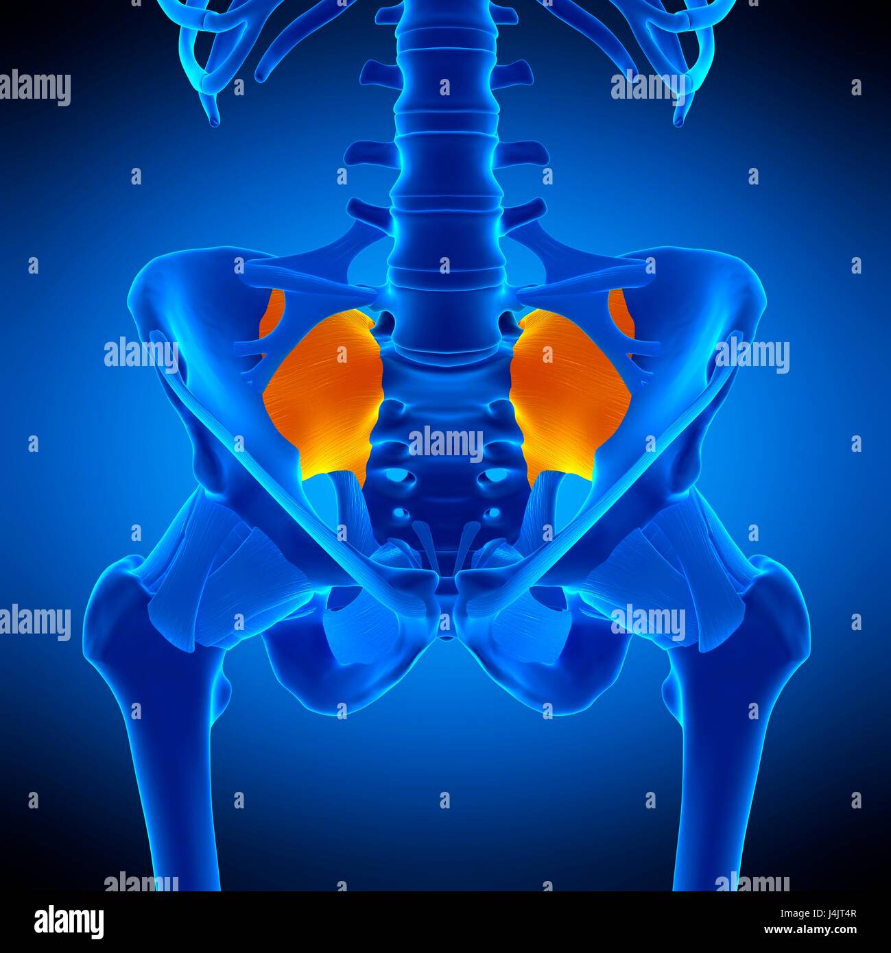 Ligament sacro iliaque antérieur Banque de photographies et d’images à ...