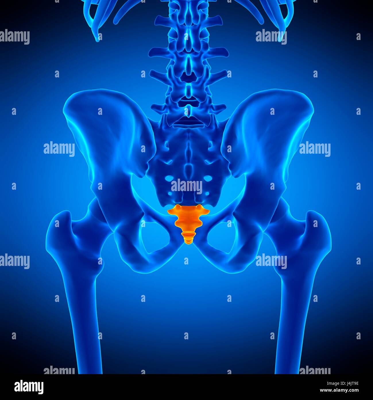 Le Sacrum Et Le Coccyx Banque d'image et photos - Alamy