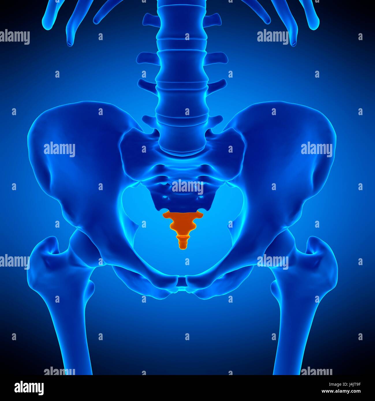 Anatomie du coccyx ou du coccyx Banque de photographies et d’images à ...