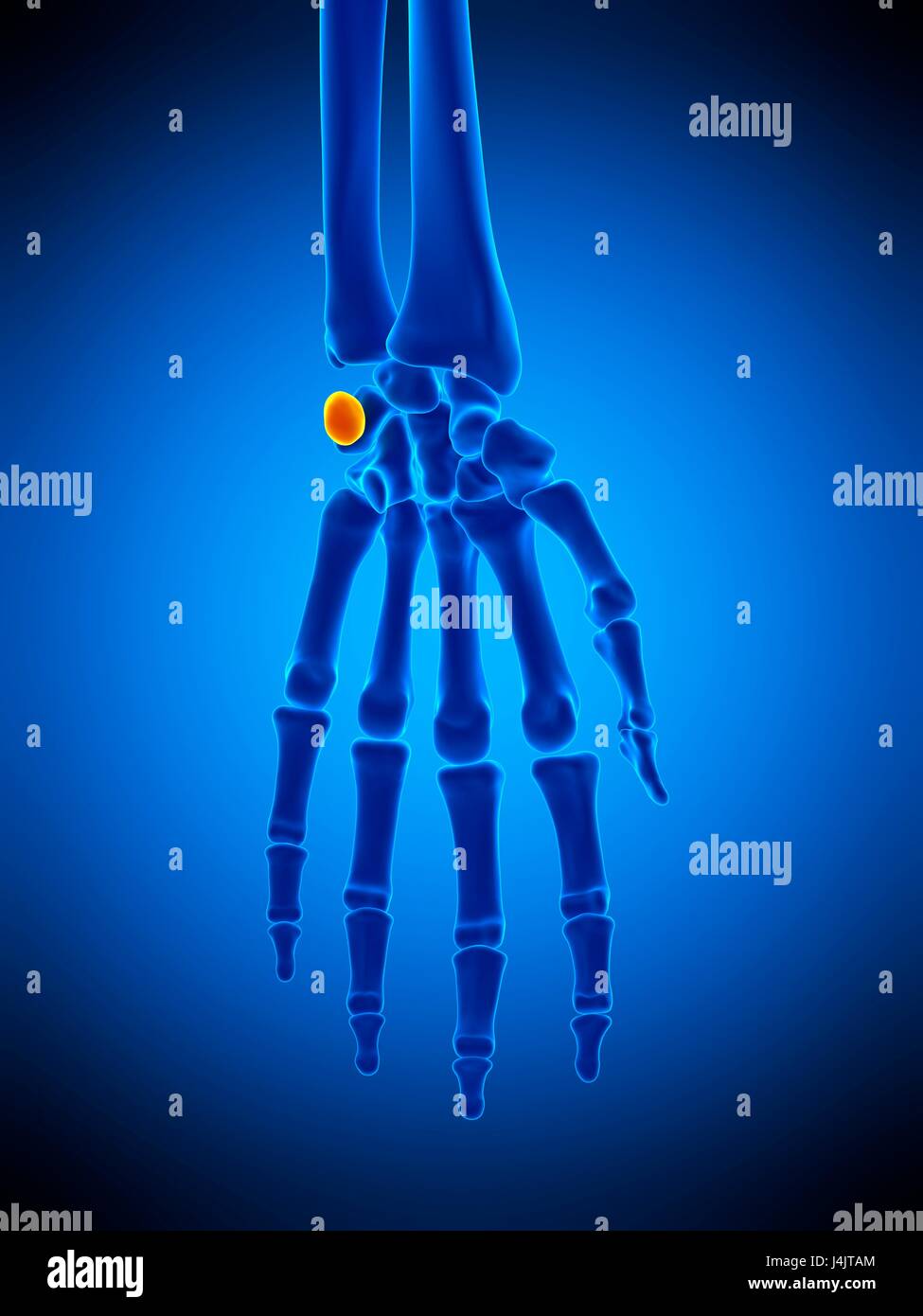 Os pisiforme Banque de photographies et d’images à haute résolution - Alamy