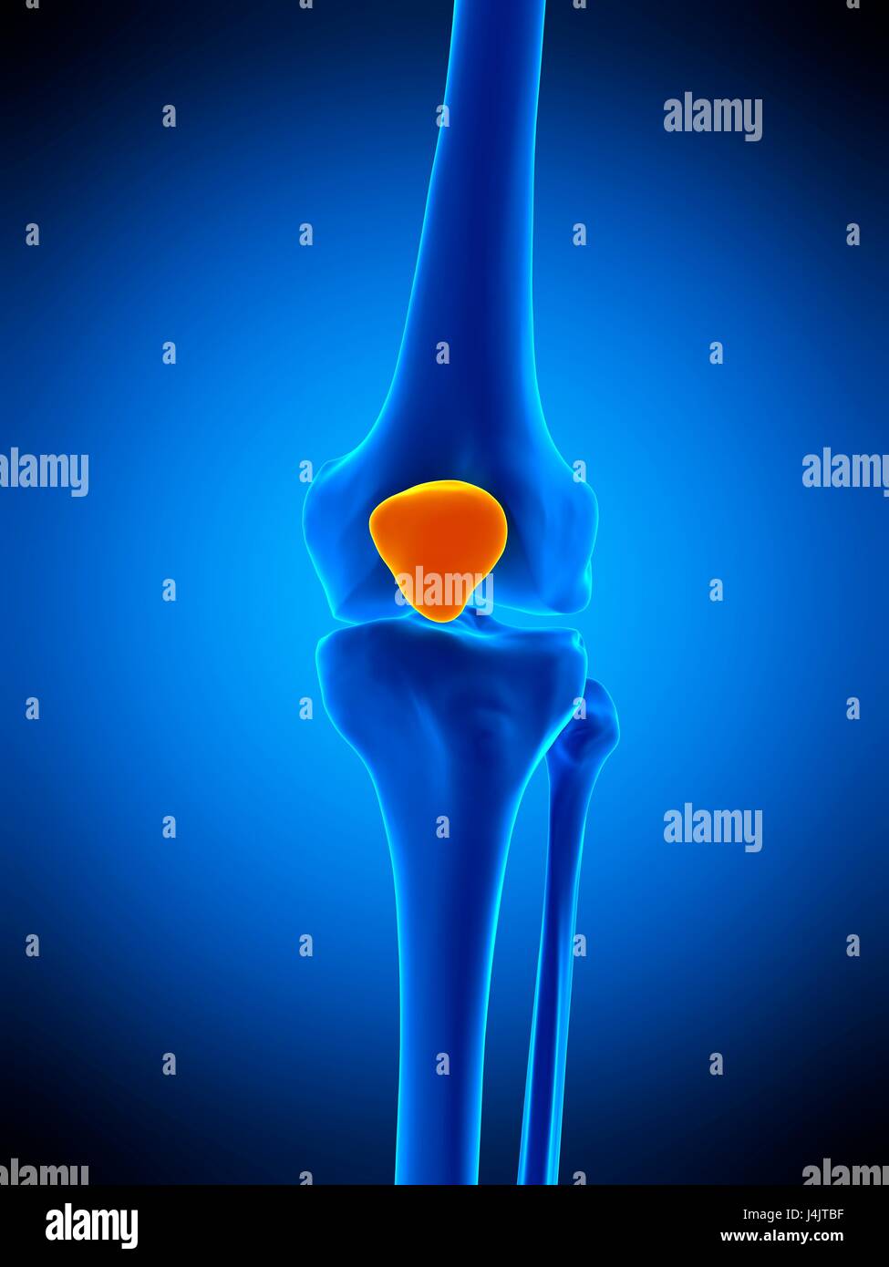 Tibia et ligament humain Banque de photographies et d’images à haute ...