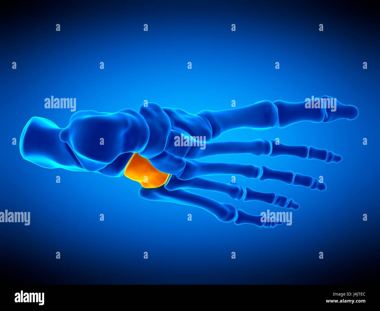 Os du pied Banque de photographies et d’images à haute résolution - Alamy