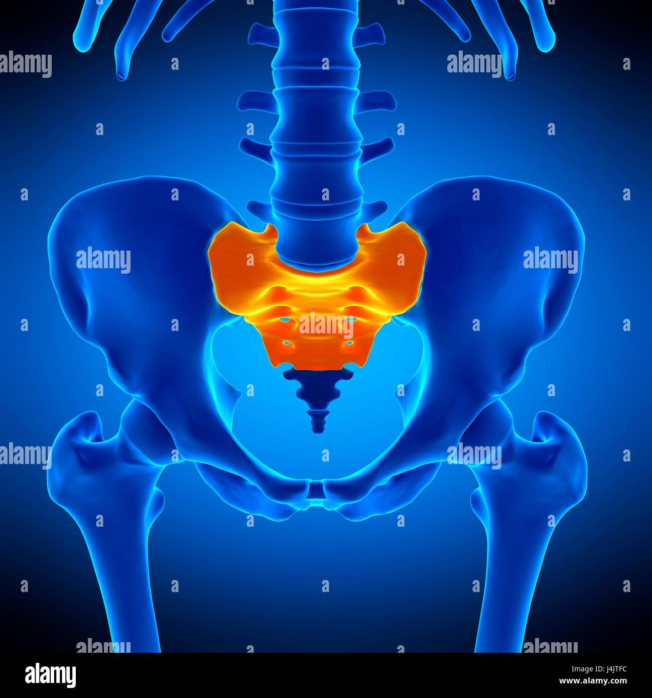 Le Sacrum Et Le Coccyx Banque d'image et photos - Alamy