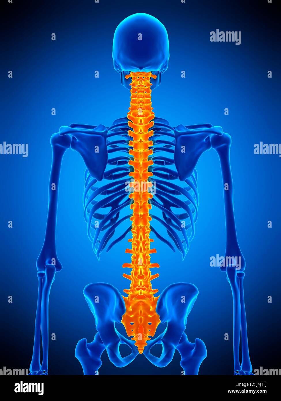 Illustration de la colonne vertébrale humaine Photo Stock - Alamy