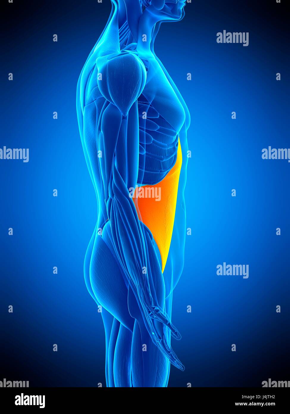 Muscle transverse de l'abdomen Banque de photographies et d’images à ...