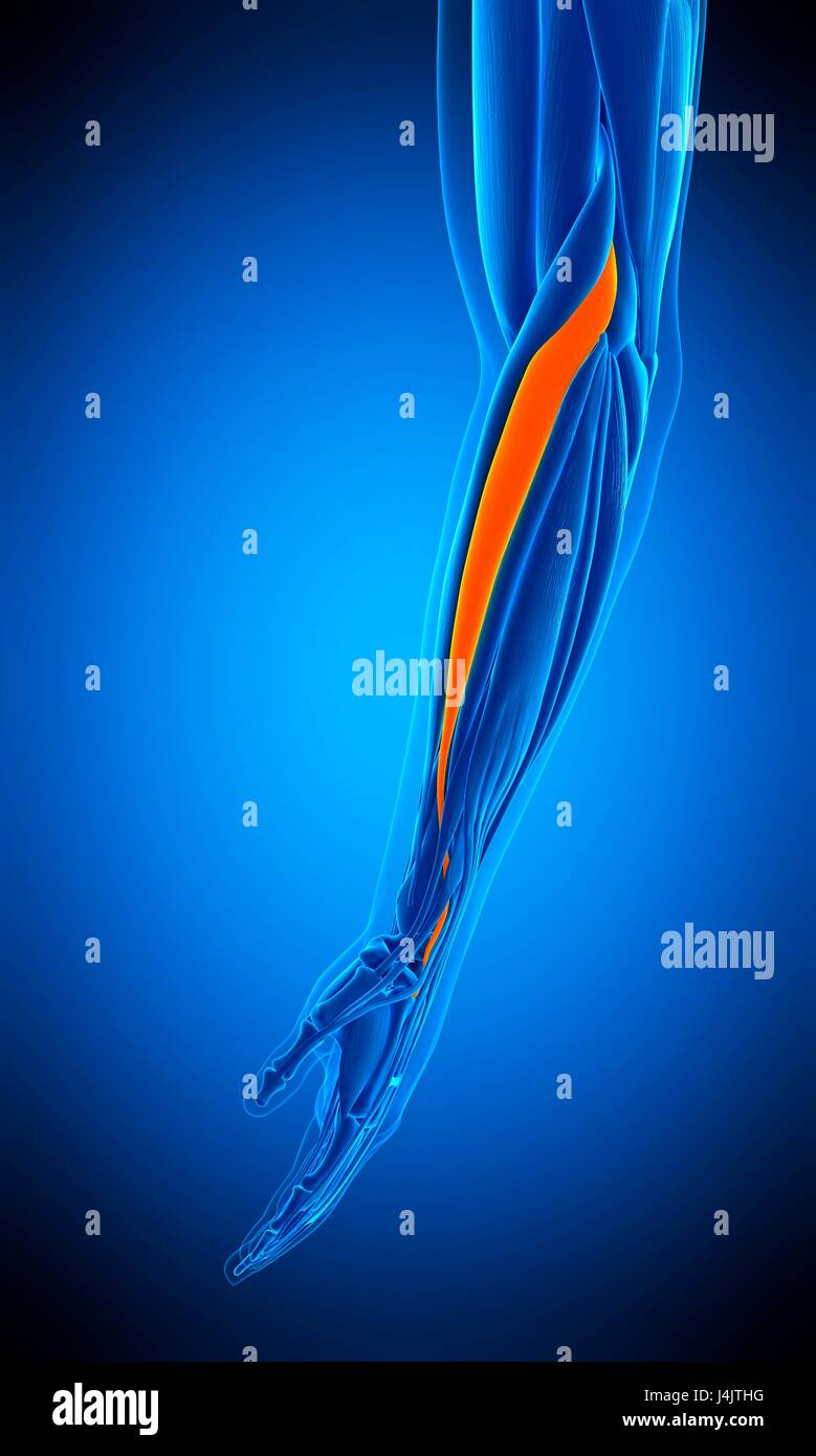 Extensor carpi radialis longus muscle Banque de photographies et d ...