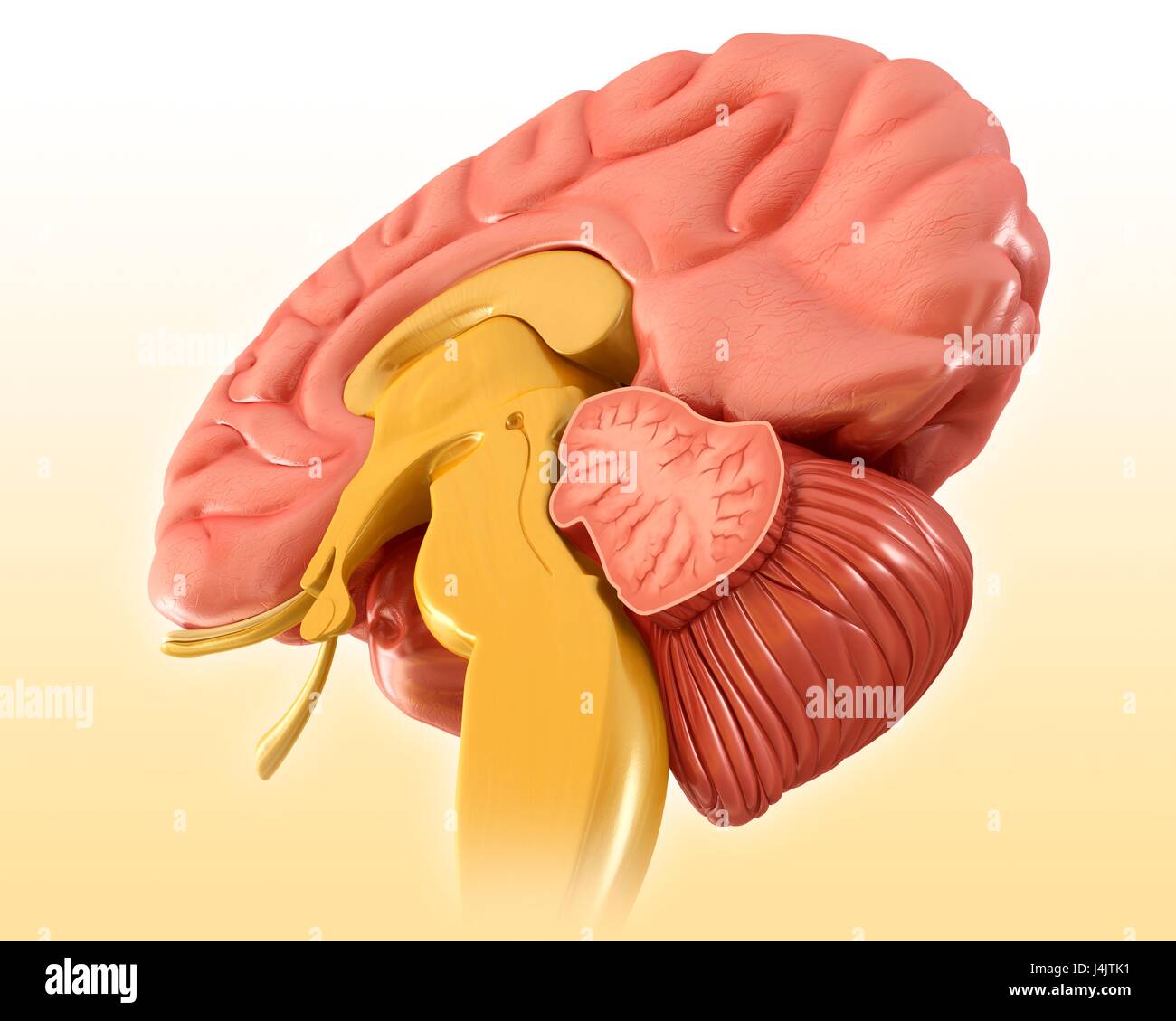 Partie sagittale du cerveau humain Banque de photographies et d’images ...