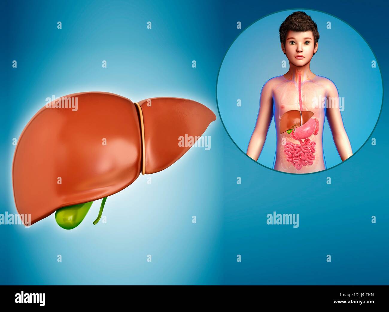 Illustration de l'anatomie d'un foie de l'enfant Photo Stock - Alamy
