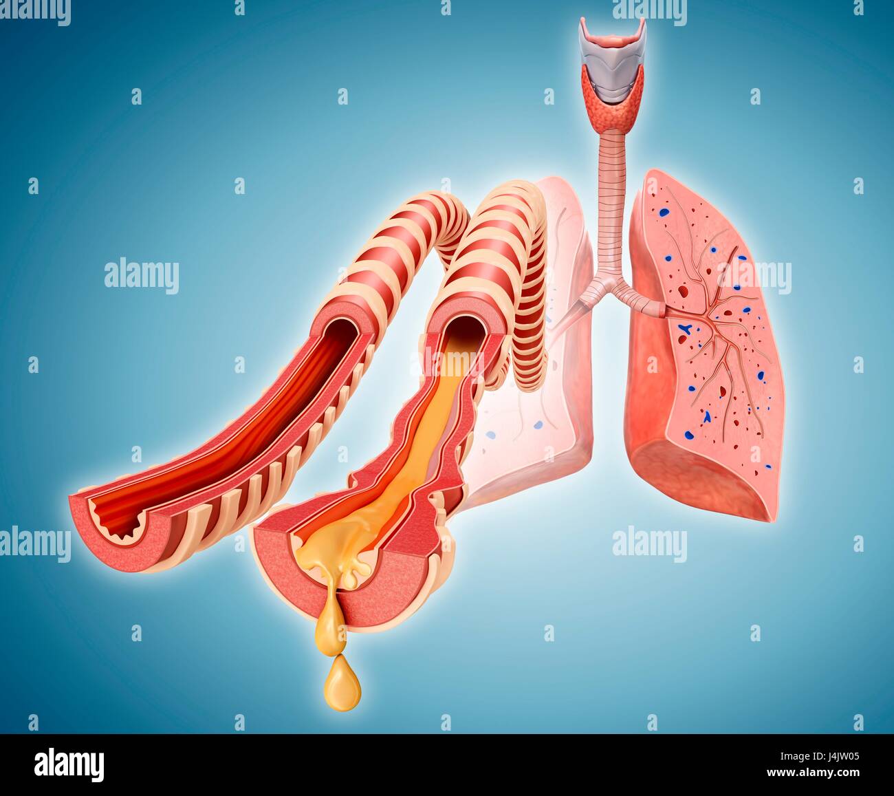 Normal lung Banque de photographies et d’images à haute résolution - Alamy