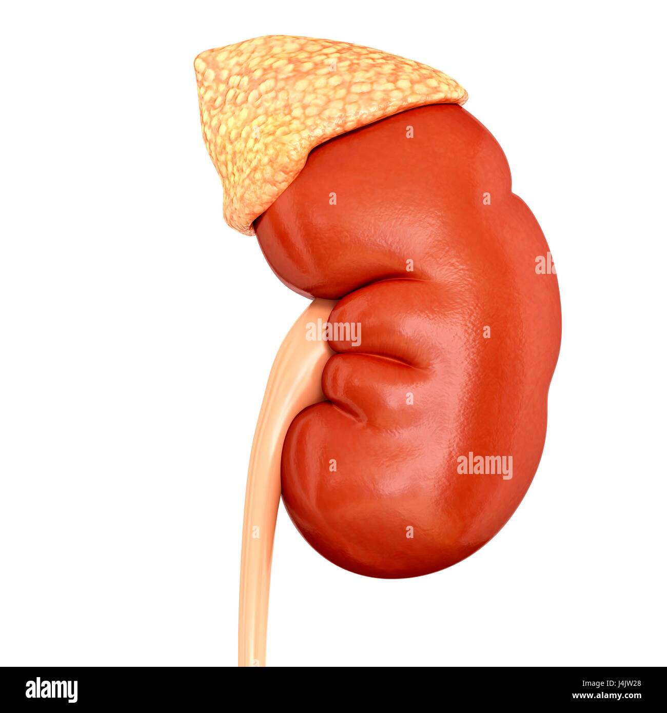 Illustration d'un rein humain et à la glande surrénale Photo Stock - Alamy