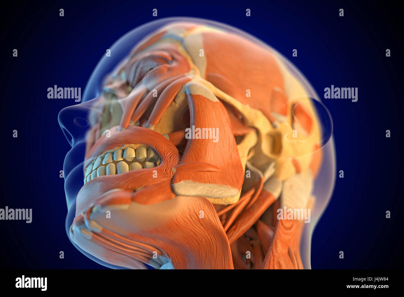 Les muscles du visage, de l'illustration Photo Stock - Alamy