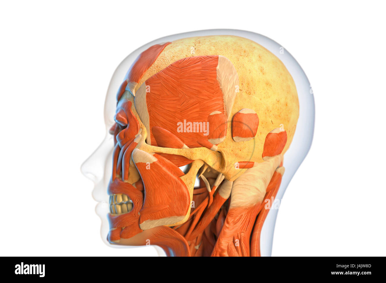 Anatomie humaine muscles de face Banque de photographies et d’images à ...