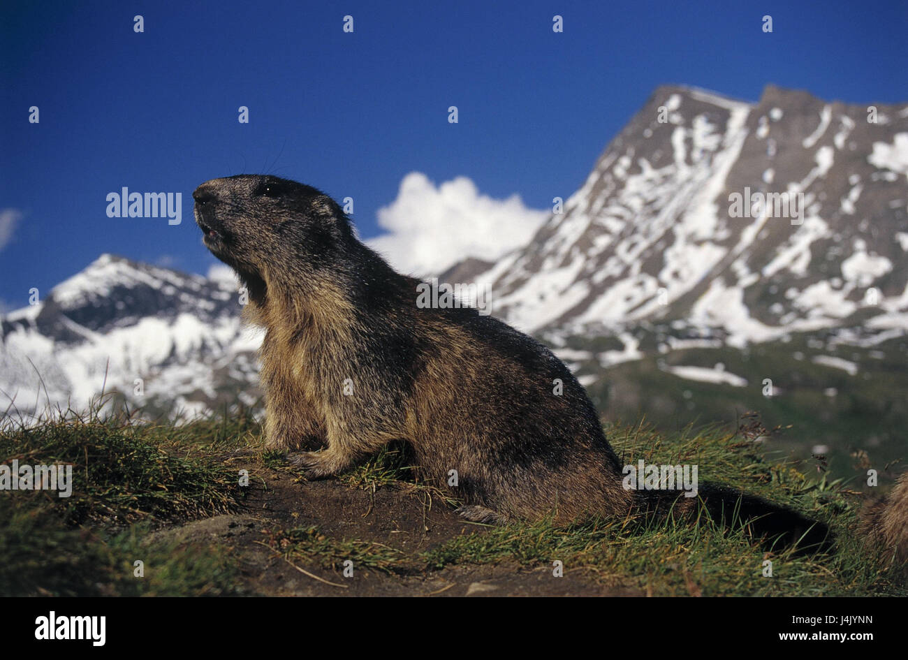 L'Autriche, parc national Hohe Tauern, l'Alp, la marmotte Marmota ...