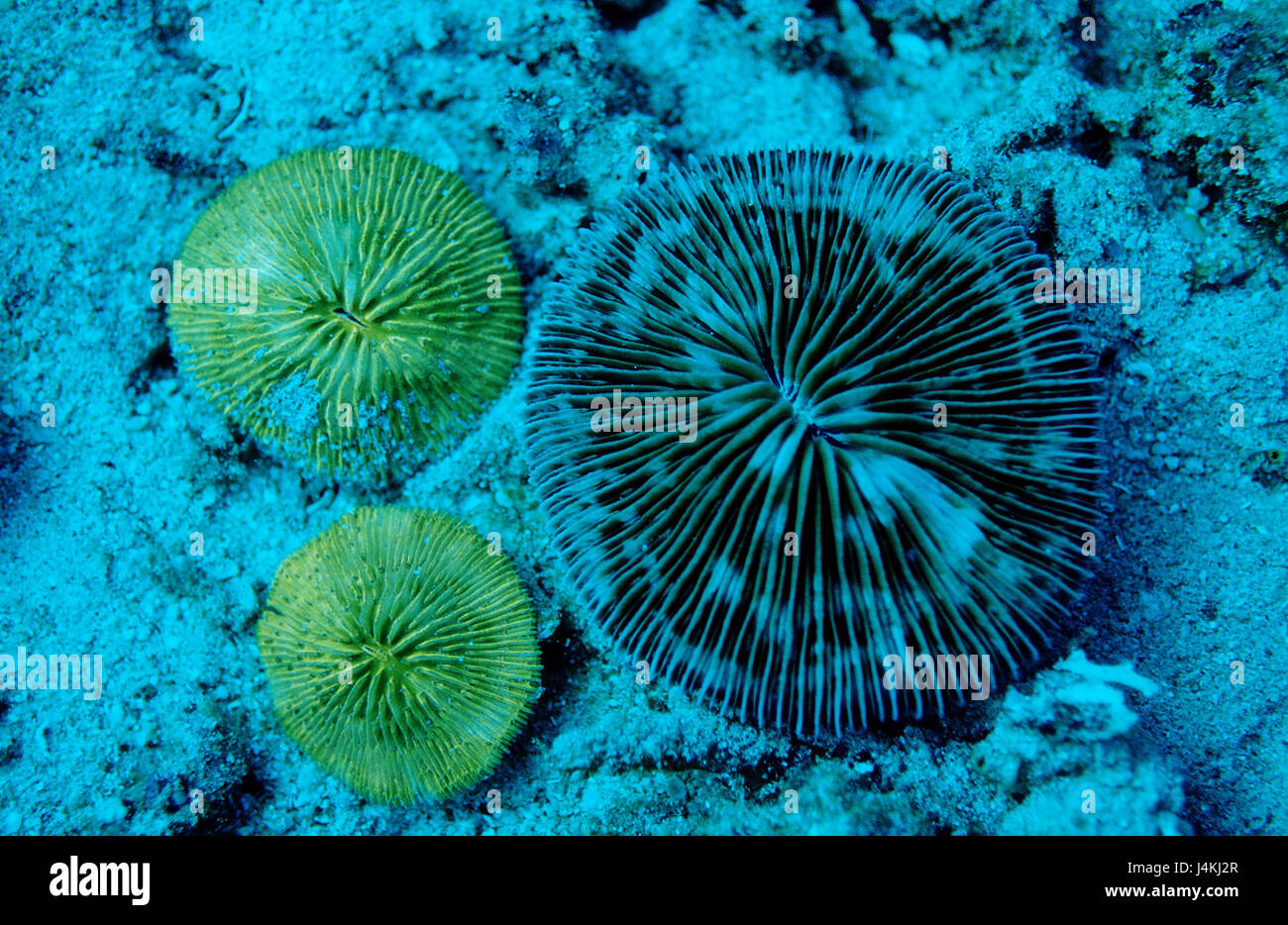 Corail de champignon fluorescent Banque de photographies et d’images à ...