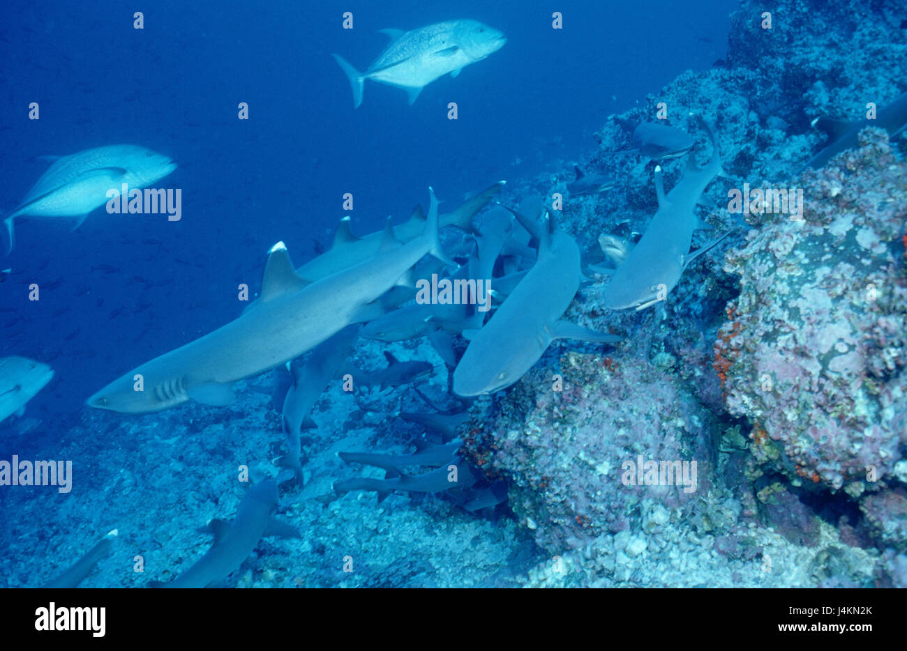 Requin point blanc Banque de photographies et d’images à haute ...