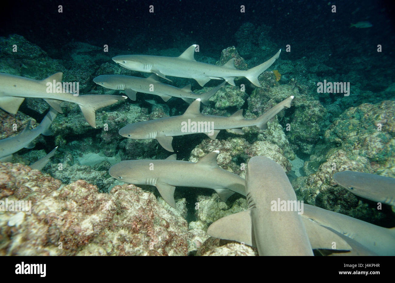 Requin point blanc Banque de photographies et d’images à haute ...