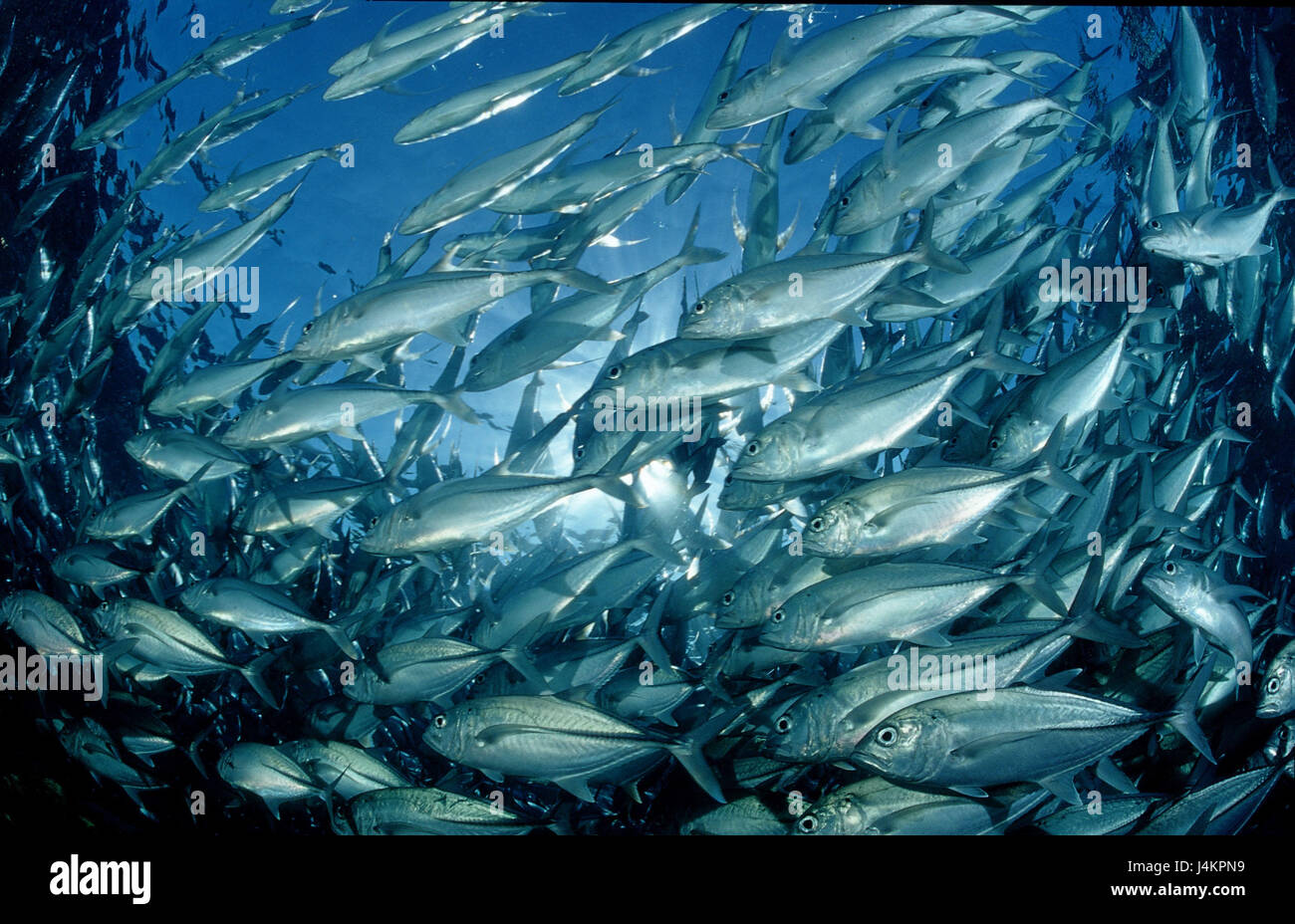 Poisson de cheval Banque de photographies et d’images à haute ...