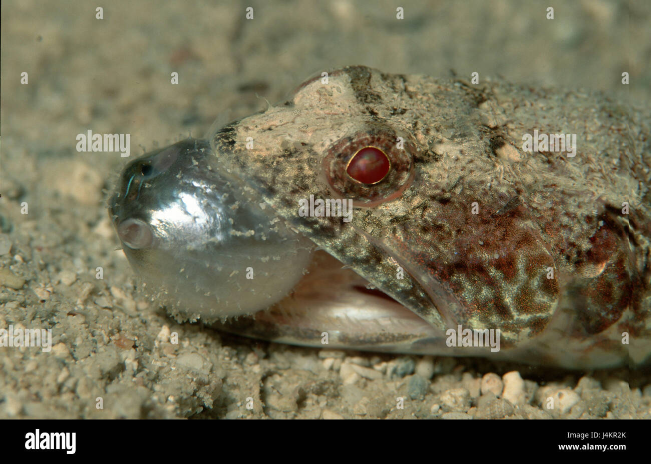 Poisson qui mange la peau Banque de photographies et d’images à haute ...