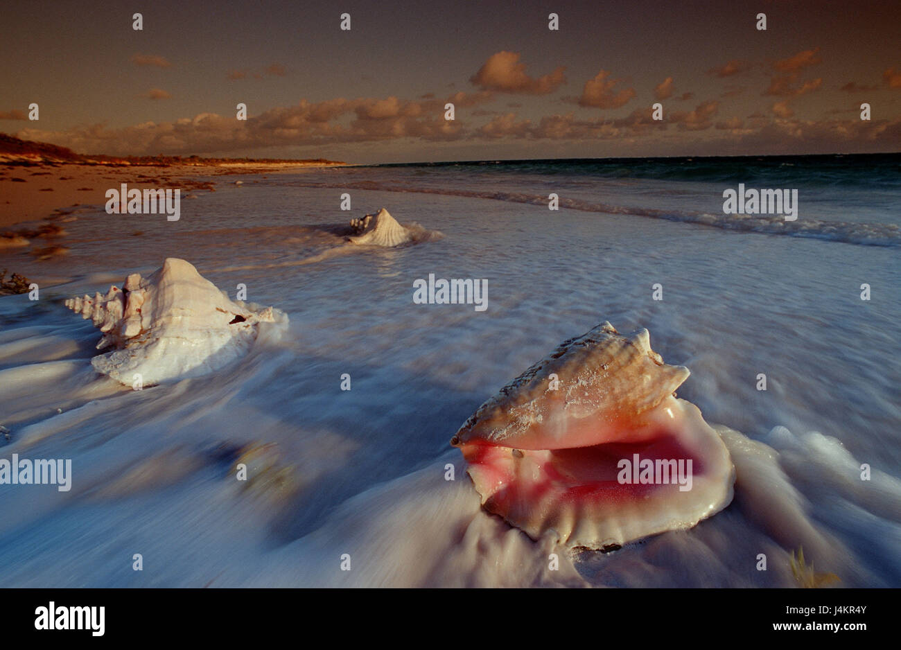 Conques sur une plage des bahamas Banque de photographies et d’images à ...