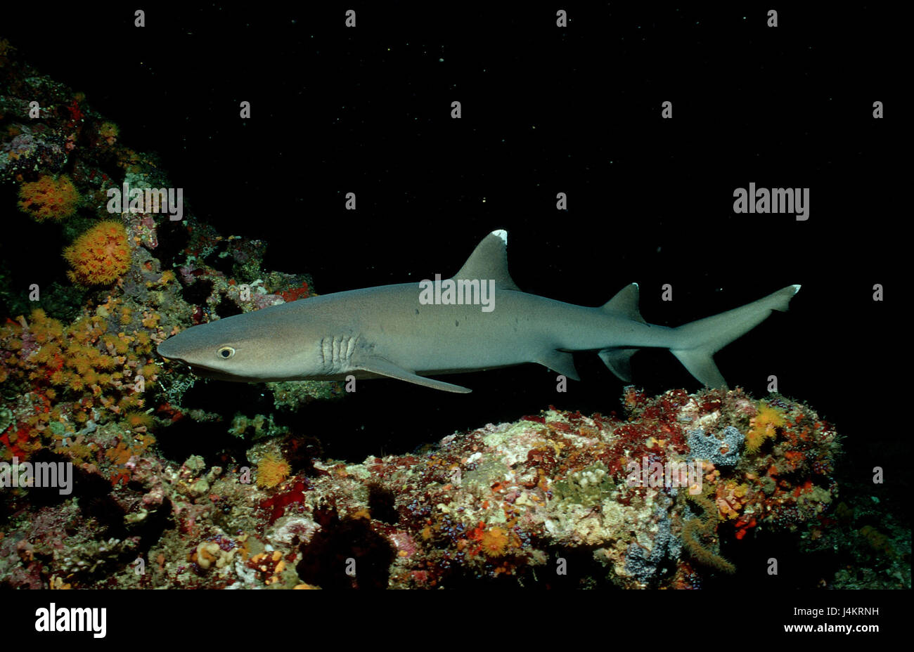 Requin point blanc Banque de photographies et d’images à haute ...