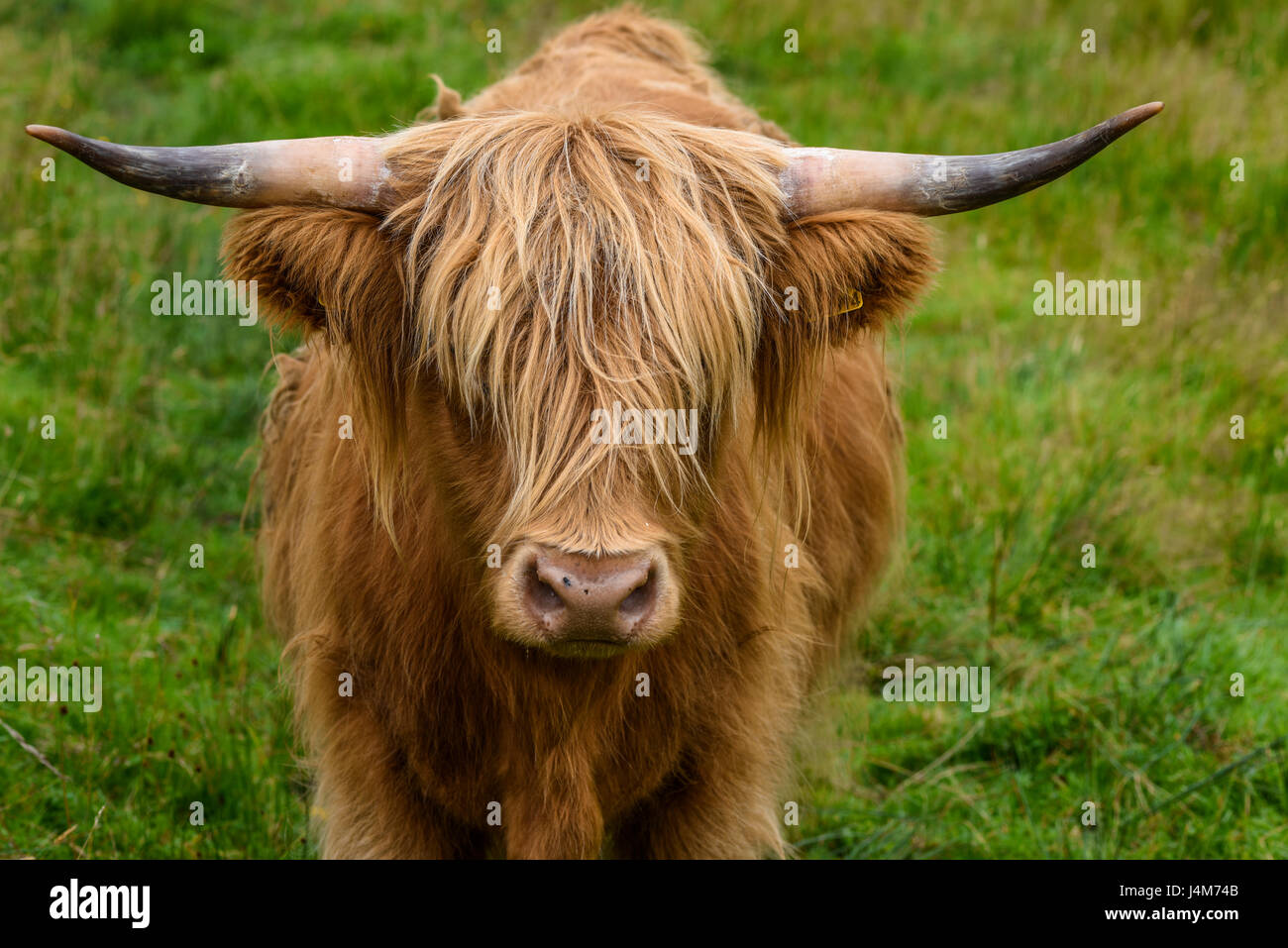 British long horn cattle Banque de photographies et d’images à haute ...