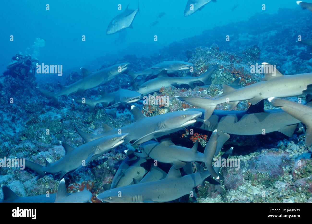 Requin point blanc Banque de photographies et d’images à haute ...