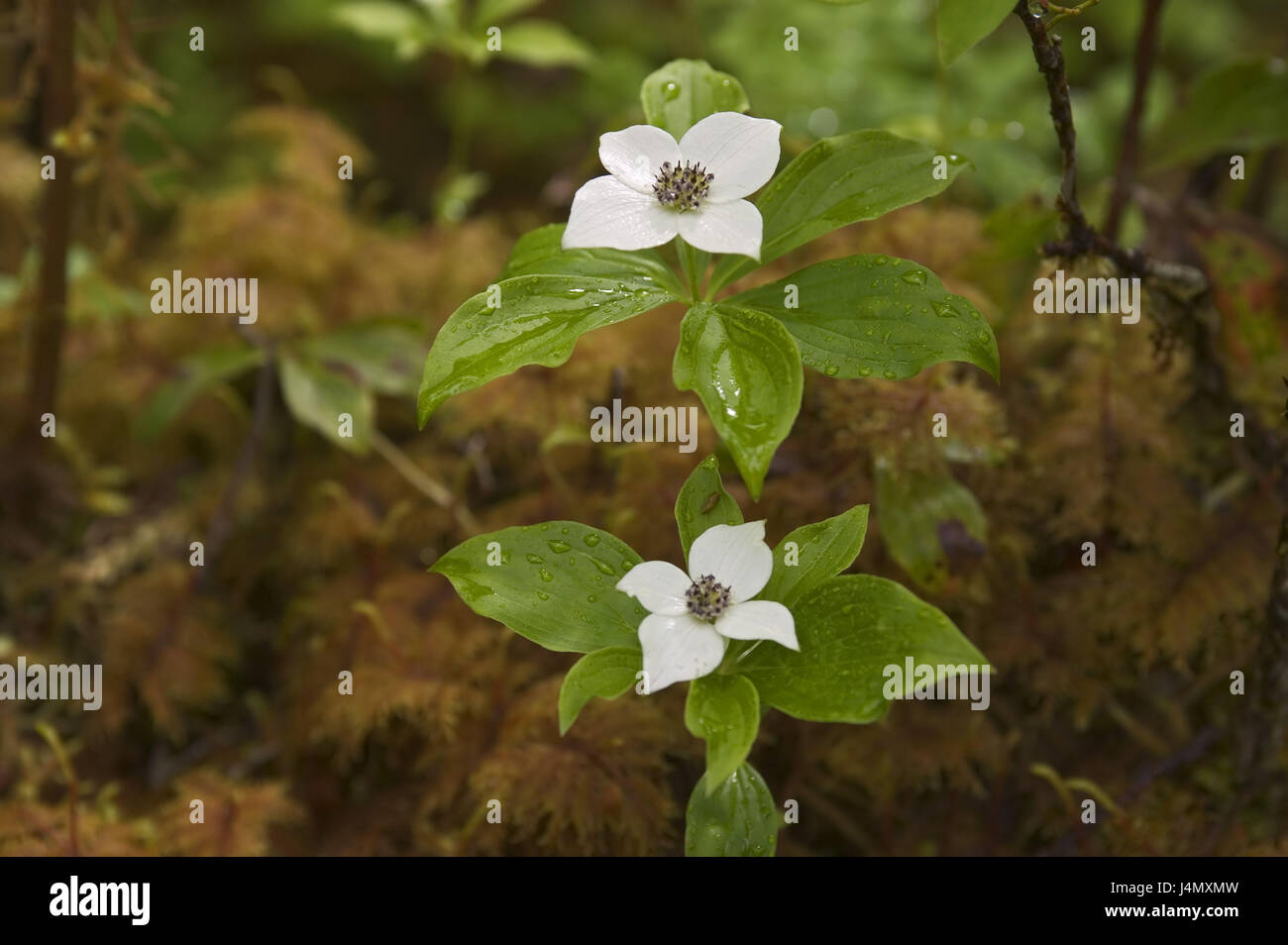 Cornus cornaceae Banque de photographies et d’images à haute résolution ...