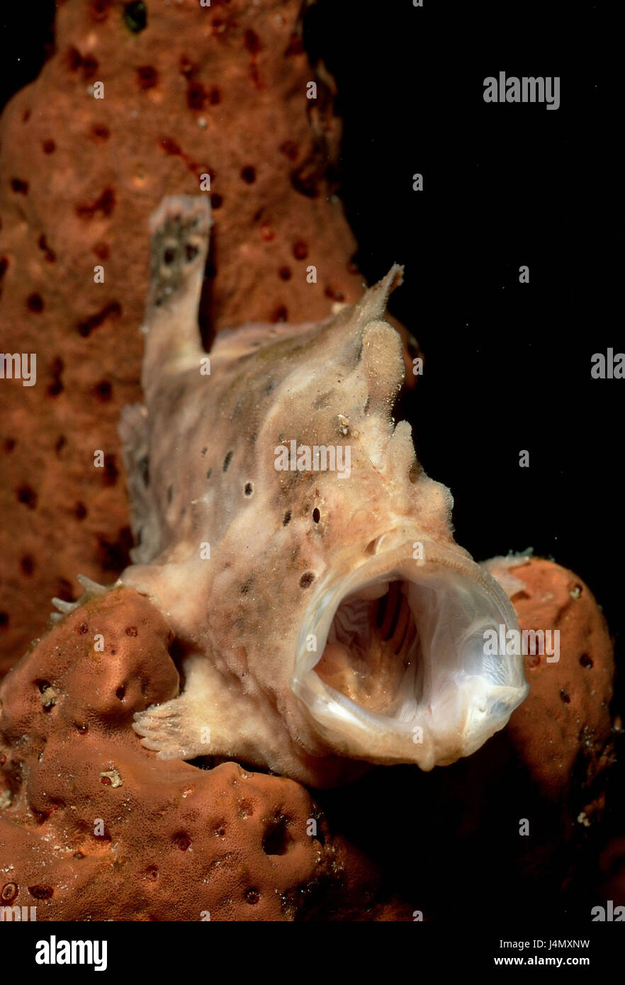 Antennarius multiocellatus Banque de photographies et d’images à haute ...