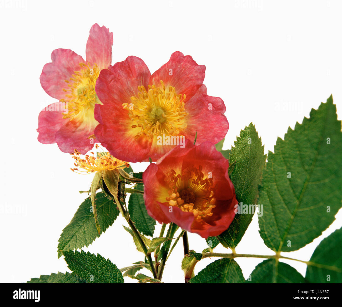 Dissection caninae Banque de photographies et d’images à haute ...