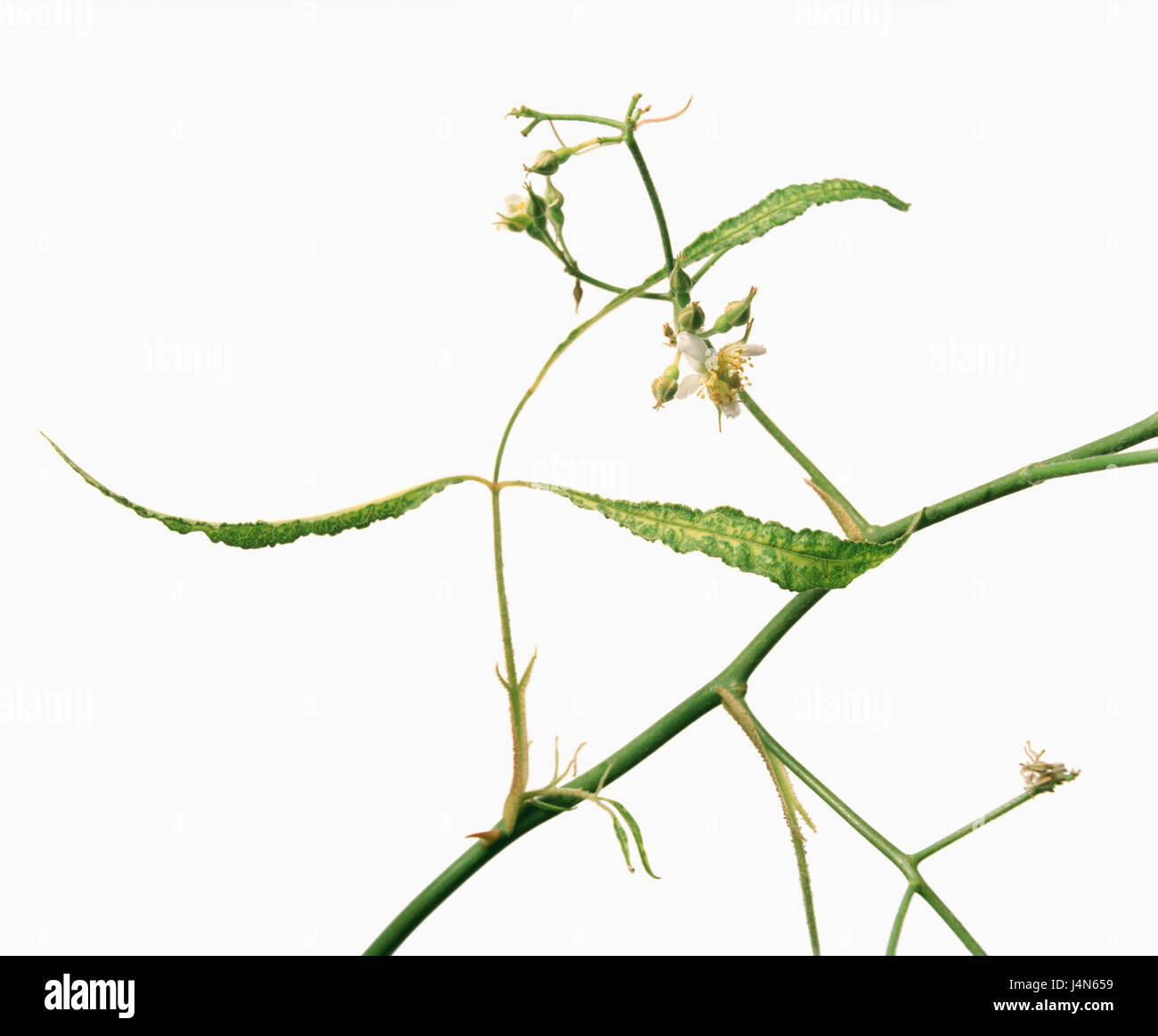 Rosier grimpant multiflore Banque de photographies et d’images à haute ...