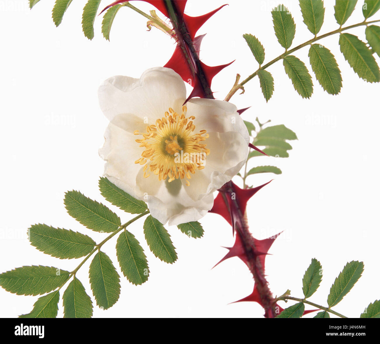 Dissection de fleurs Banque de photographies et d’images à haute ...