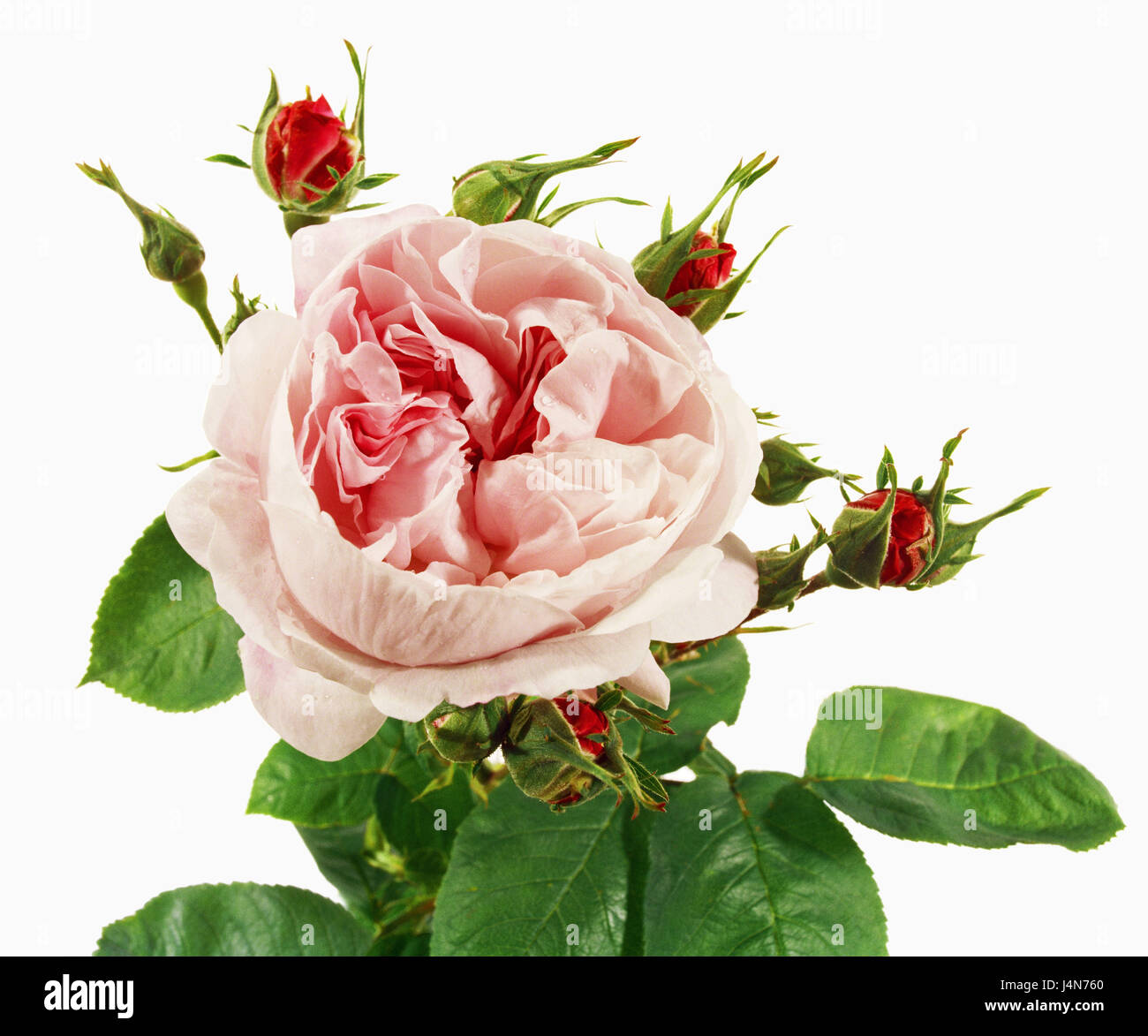 Dissection Gallicanae Banque d'image et photos - Alamy