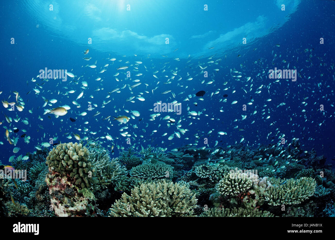 Poisson corail Banque de photographies et d’images à haute résolution ...