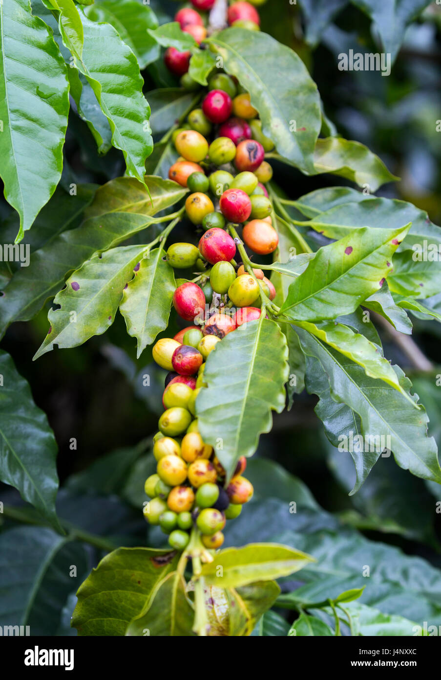 Fruits de café Banque de photographies et d’images à haute résolution ...