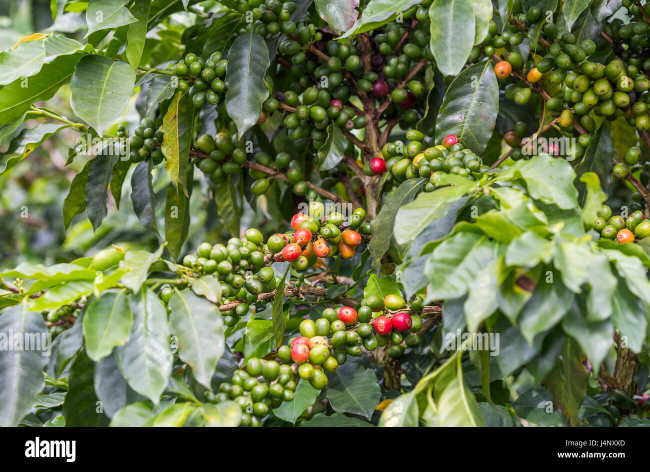Fruits de café Banque de photographies et d’images à haute résolution ...